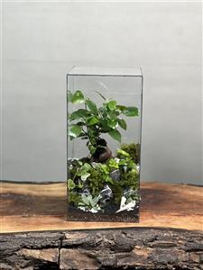 قیمت و خرید تراریوم بنسای فیکوس طرح مکعب زندگی متوسط کد v17