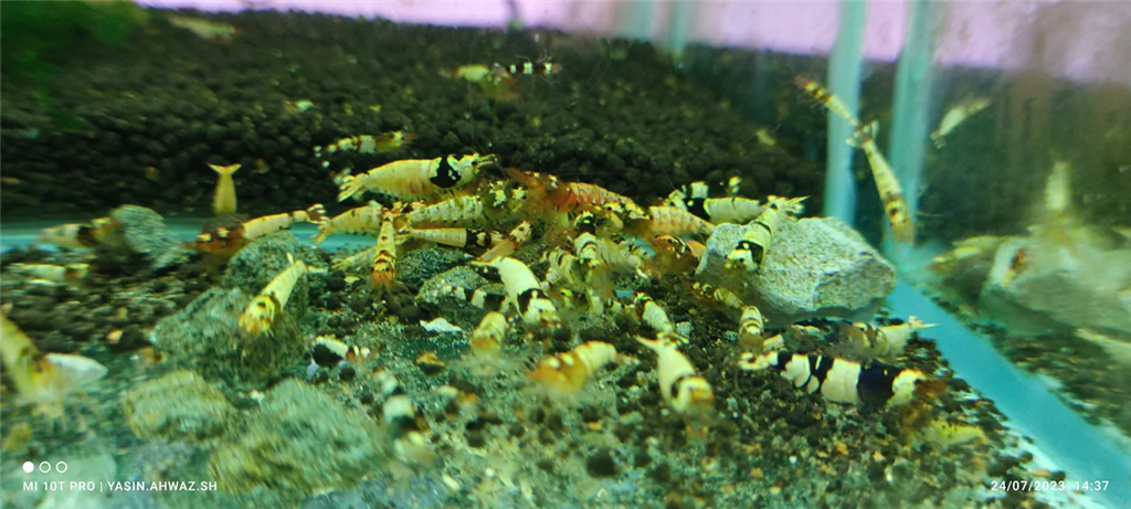 قیمت و خرید شریمپ میگو پی بی ال Shrimp PBL