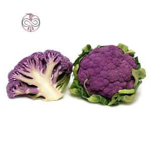 قیمت و خرید بذر گل کلم بنفش سیسیلی