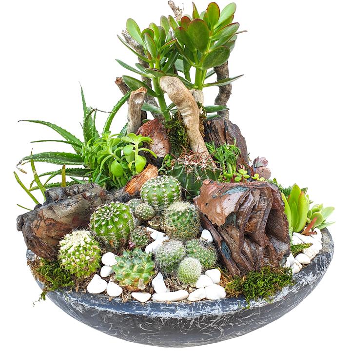 قیمت و خرید گیاه طبیعی کاکتوس مدل MK-99006